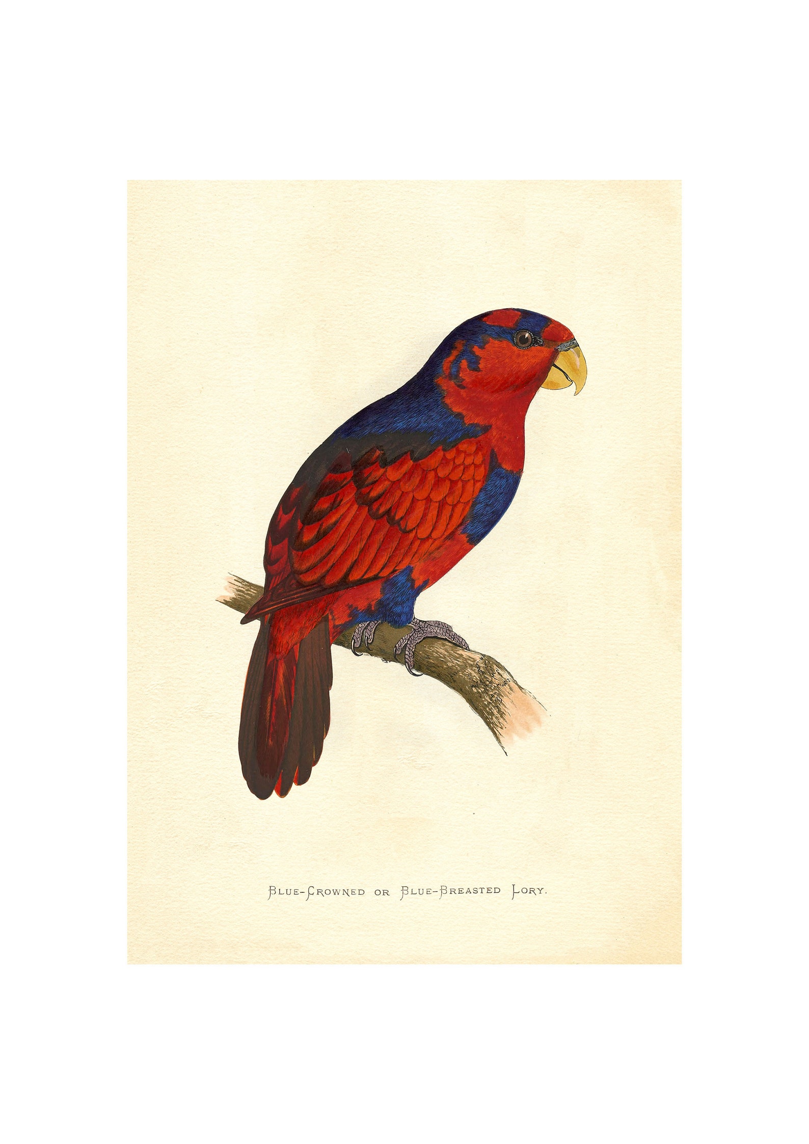 Blue-breasted Lory Vintage Lithograph Giclee Fine Art Print - Etsy
