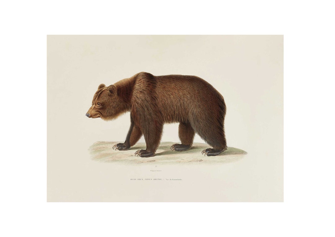 Far Eastern Brown Bear Fine Art Print - Antique Lithograph From 1836 ...