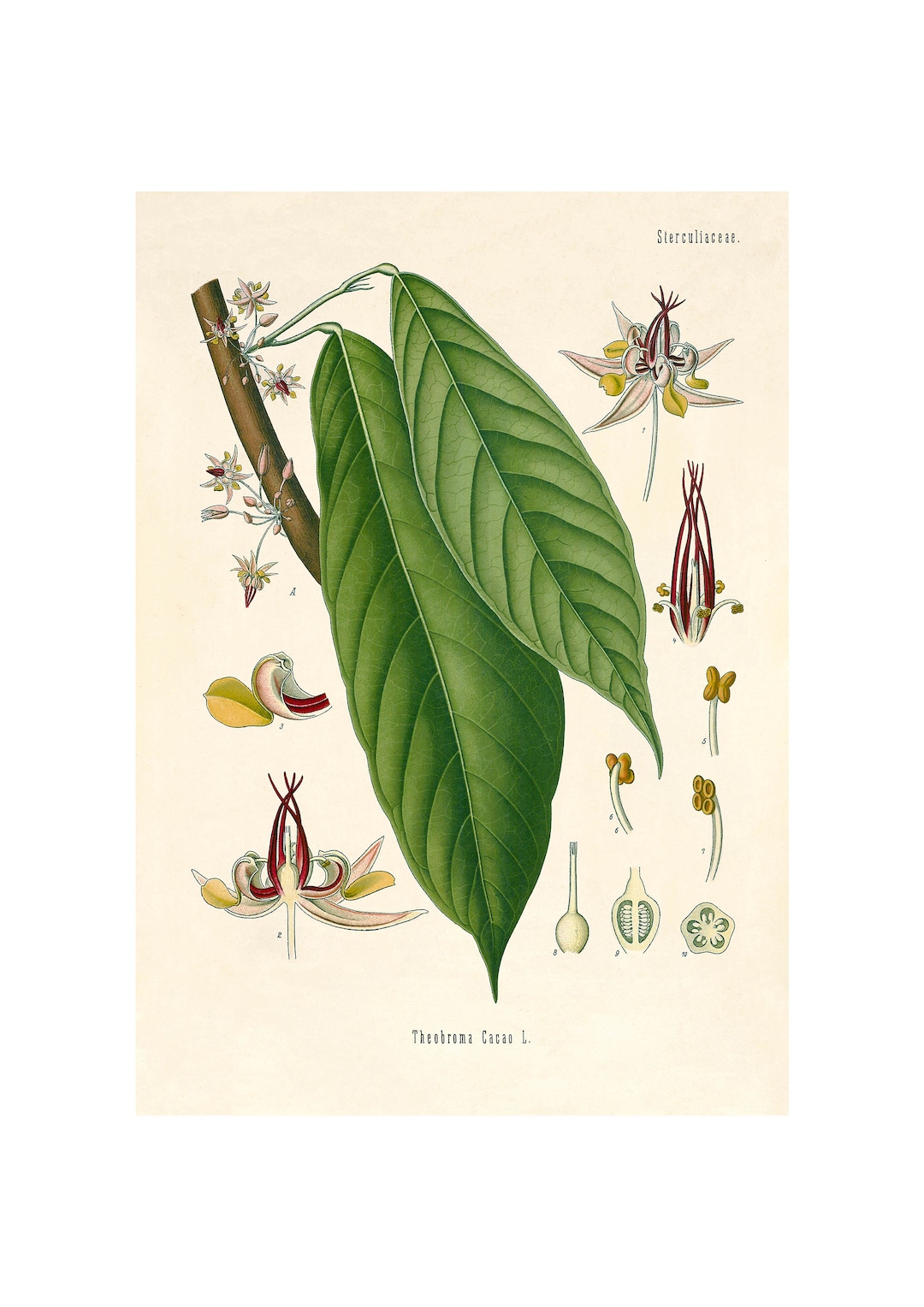 Cacao Tree, Cacao Vintage Illustration - Giclee Fine Art Print - Framed ...