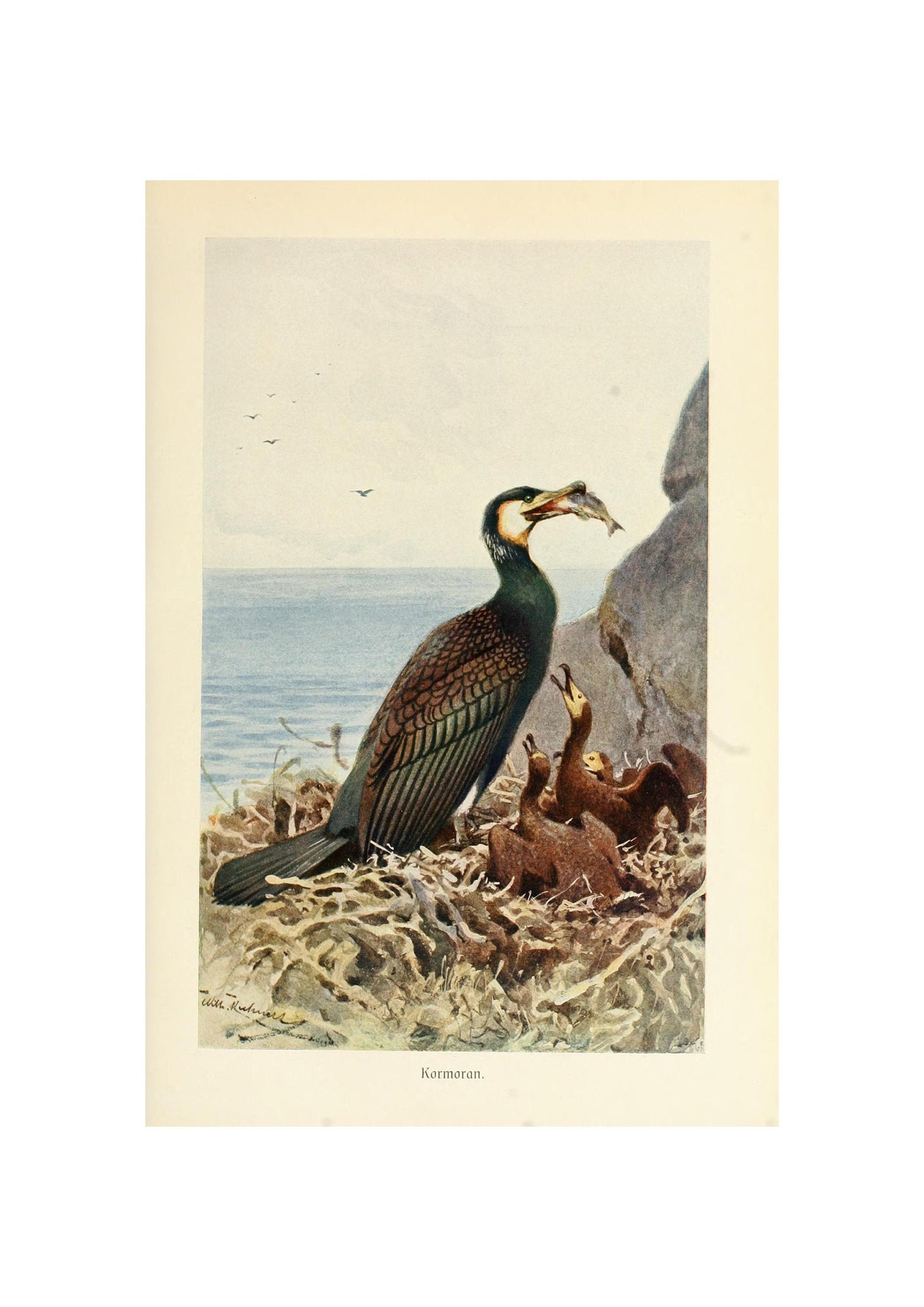 Great Cormorant Fine Art Print - Antique Lithograph - Framed/unframed ...