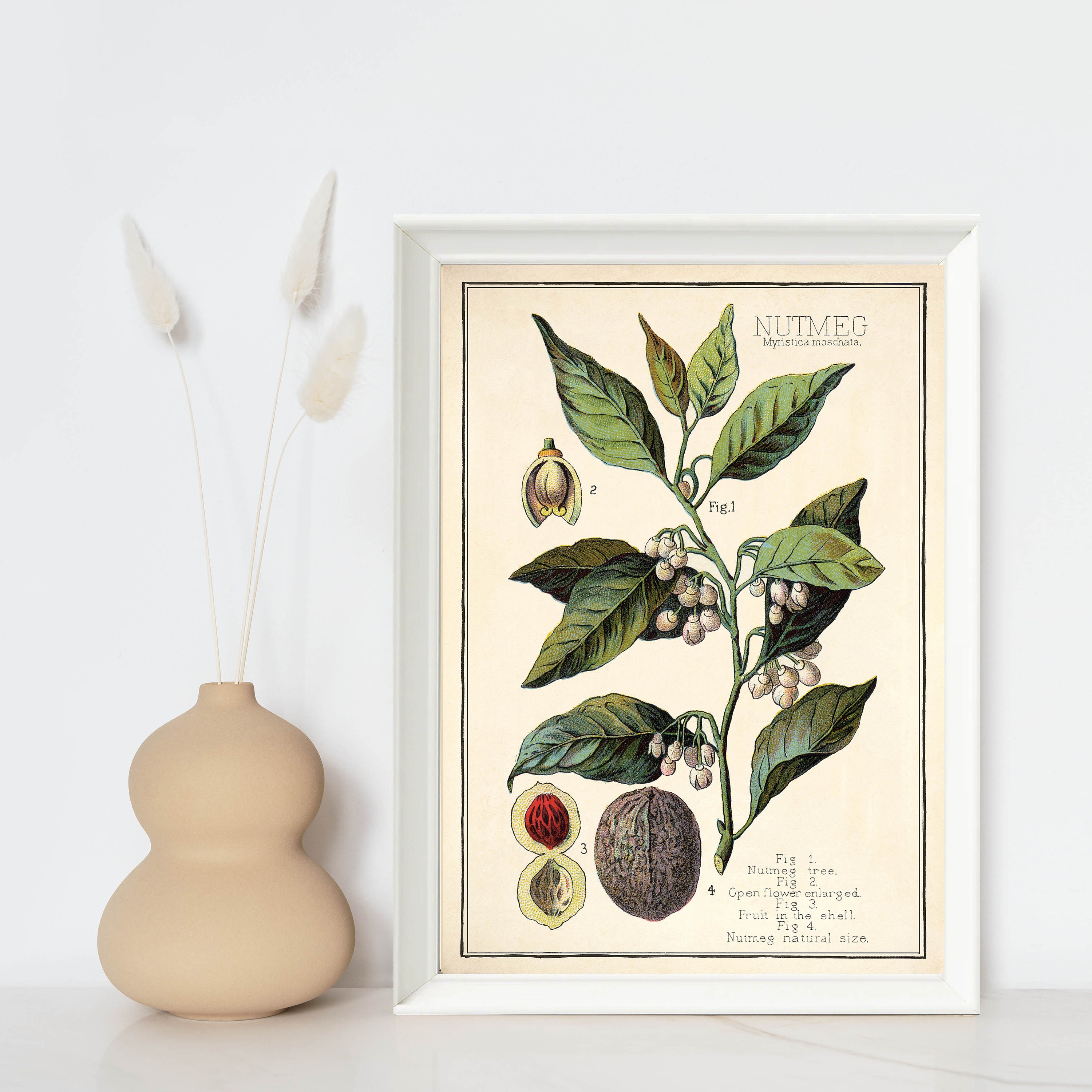 Nutmeg Lithograph - Giclee Fine Art Print - Framed / Unframed / Canvas ...