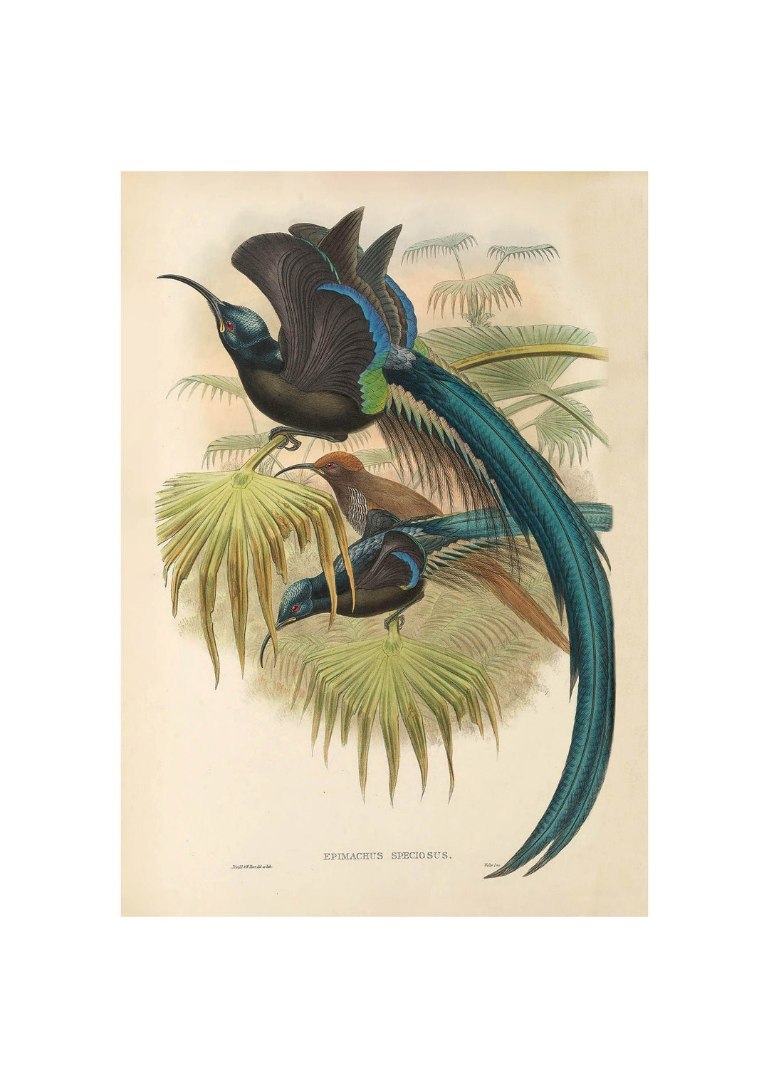Sickle-billed Bird-of-paradise Vintage Illustration - Giclee Fine Art ...
