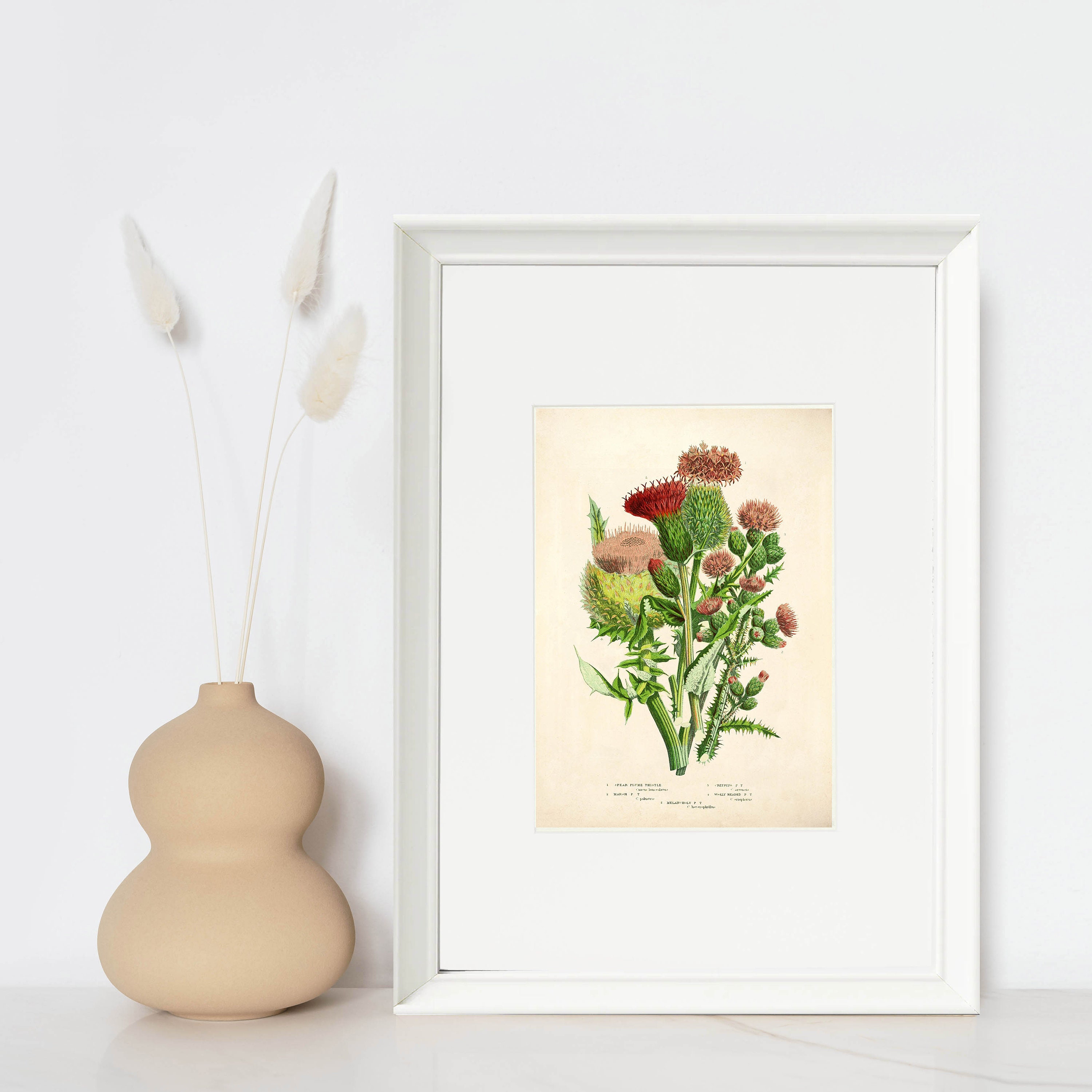 Thistles Musk Thistle Milk Thistle Giclee Fine Art Print - Etsy