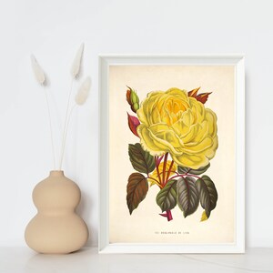 Tea Rose Flowers Vintage Illustration Giclee Fine Art Print - Framed ...