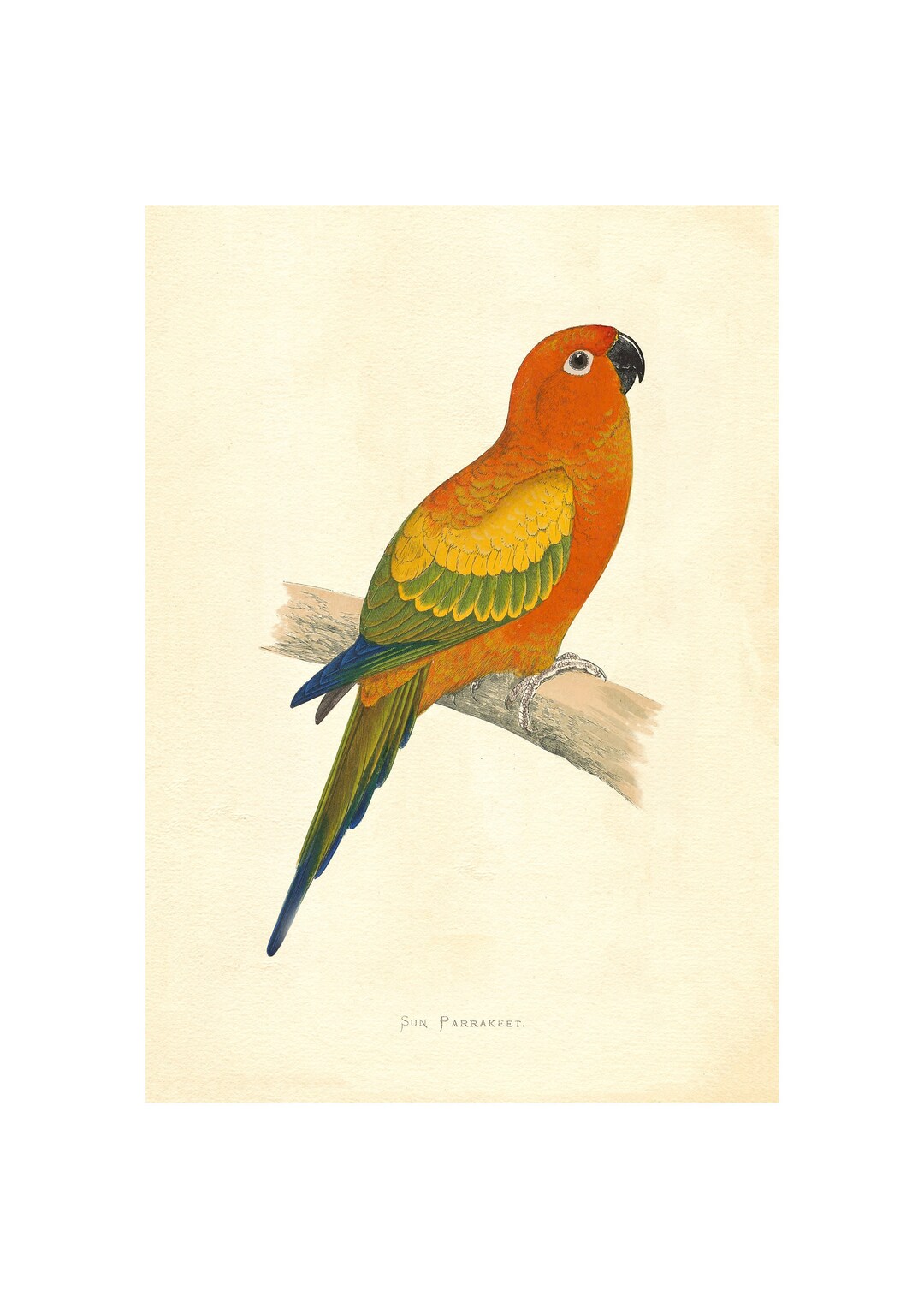 Sun Parakeet or Sun Conure Vintage Lithograph Giclee Fine Art Print ...