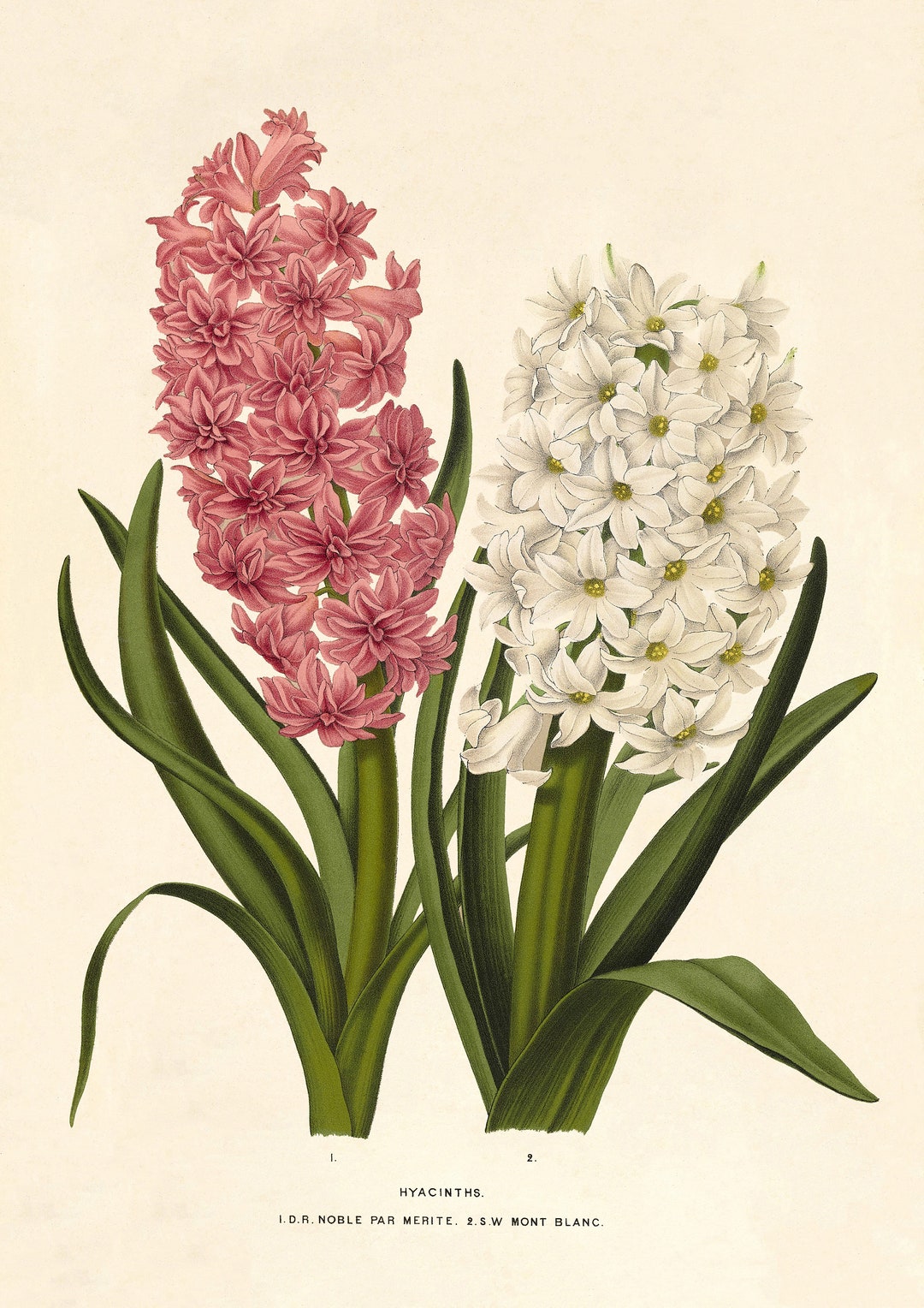Hyacinth Flowers Giclee Fine Art Print - Framed / Unframed - Etsy