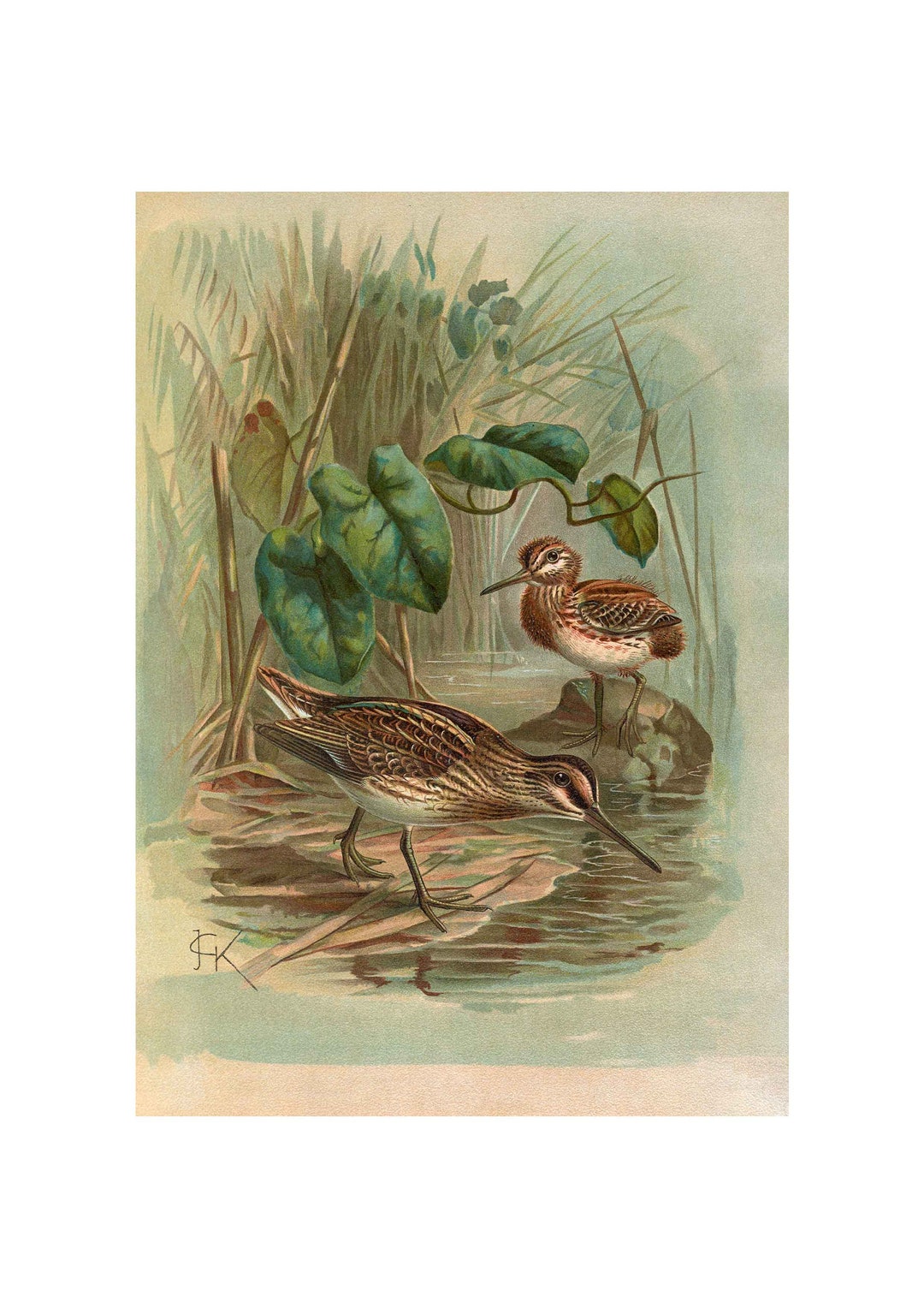 Common Snipe - Giclee Fine Art Print - Framed / Unframed / Canvas - Etsy