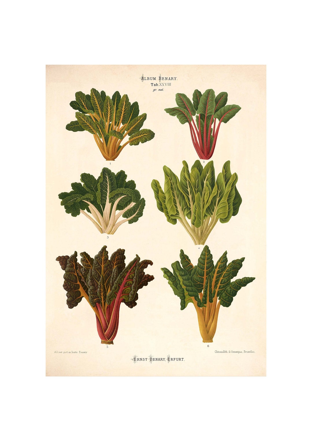 Swiss Chard Varieties Antique Illustration - Giclee Fine Art Print ...