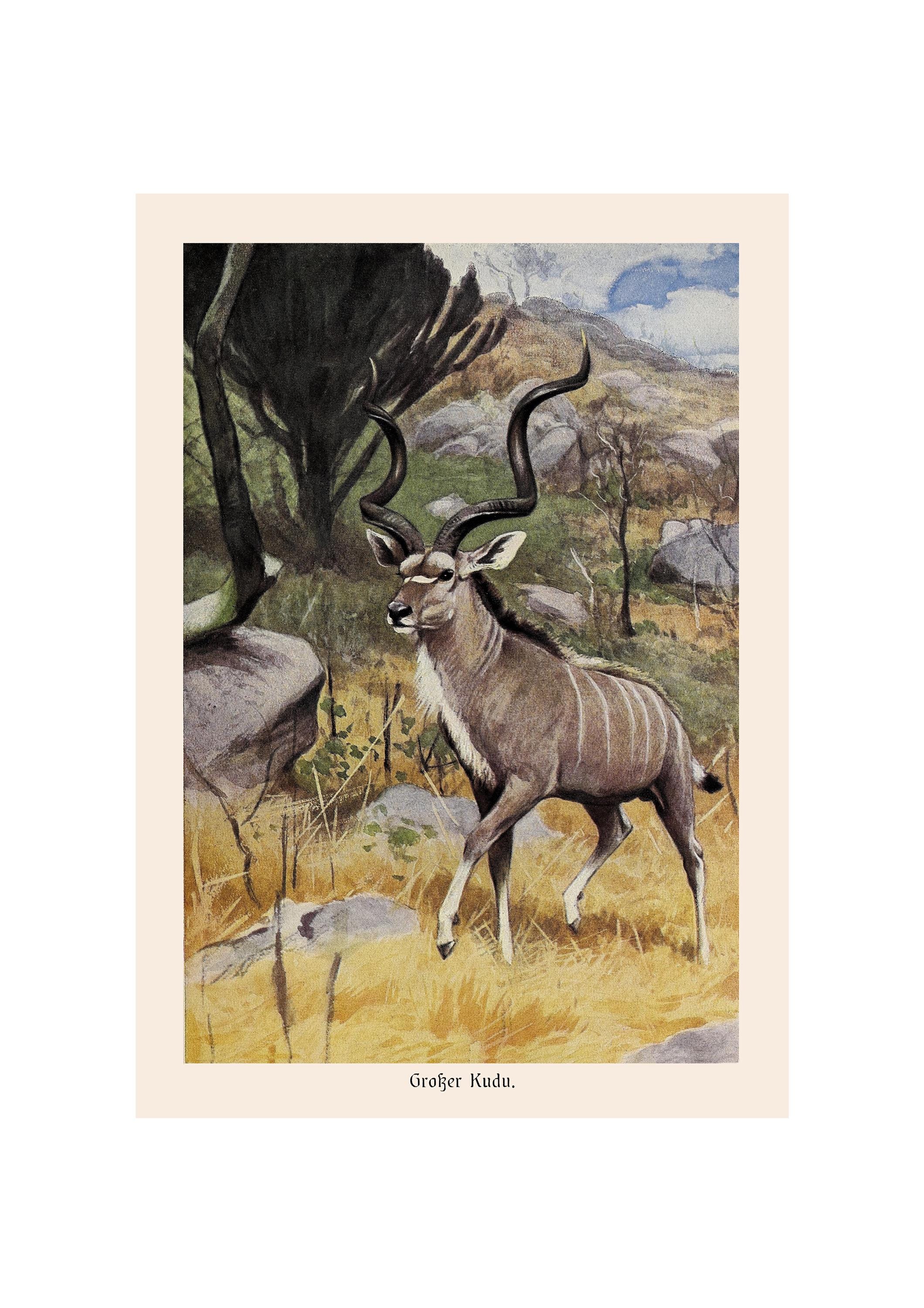 Greater Kudu Fine Art Print - Antique Lithograph From 1882 - A4/A3 ...