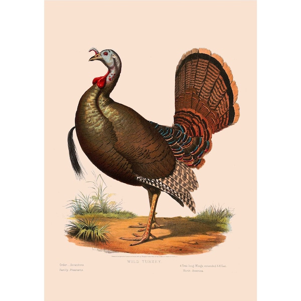 Vintage Turkey Framed Prints - Etsy