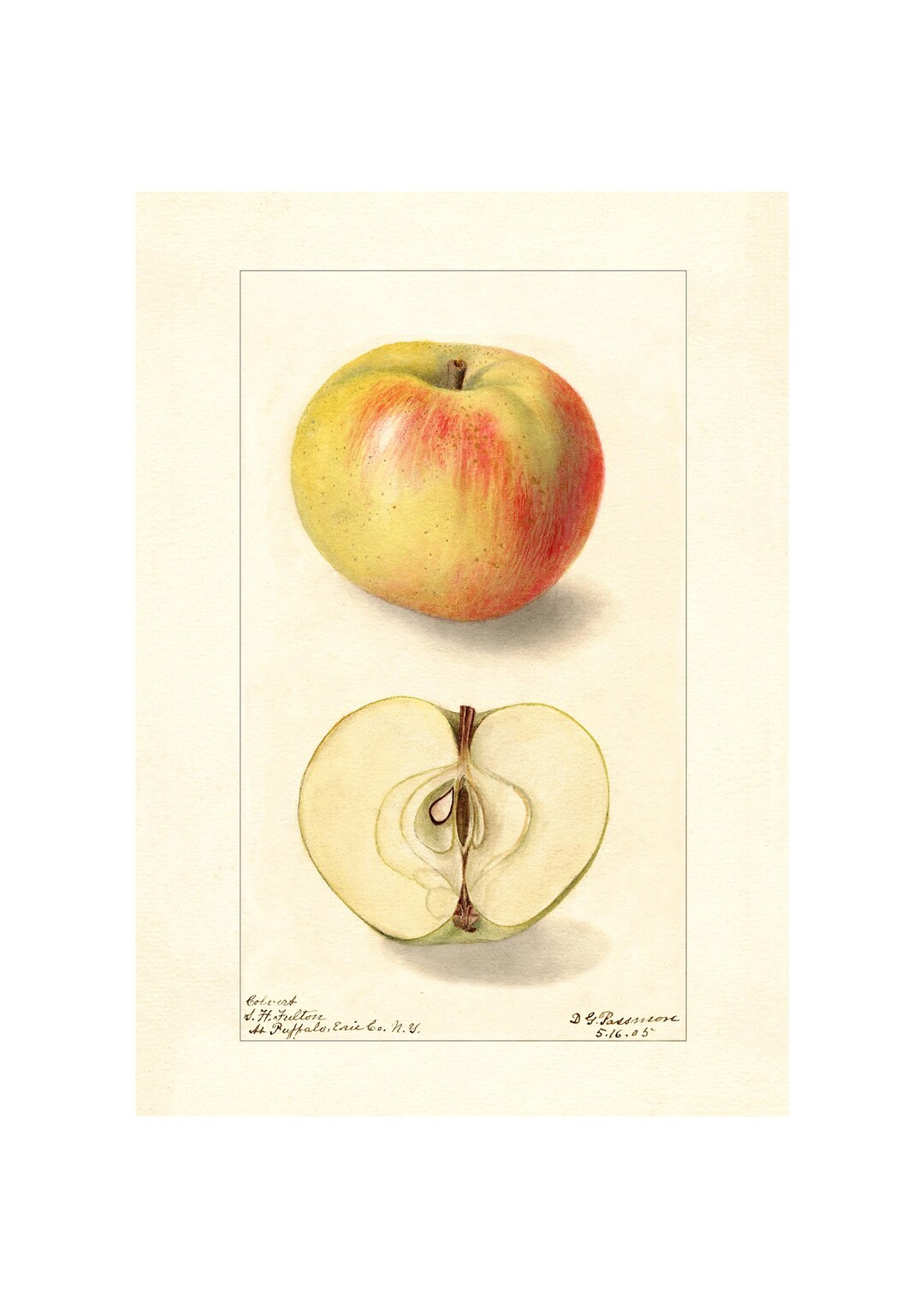 Apples Apple Varieties Vintage Lithograph 1900s Giclee Fine Art Print ...