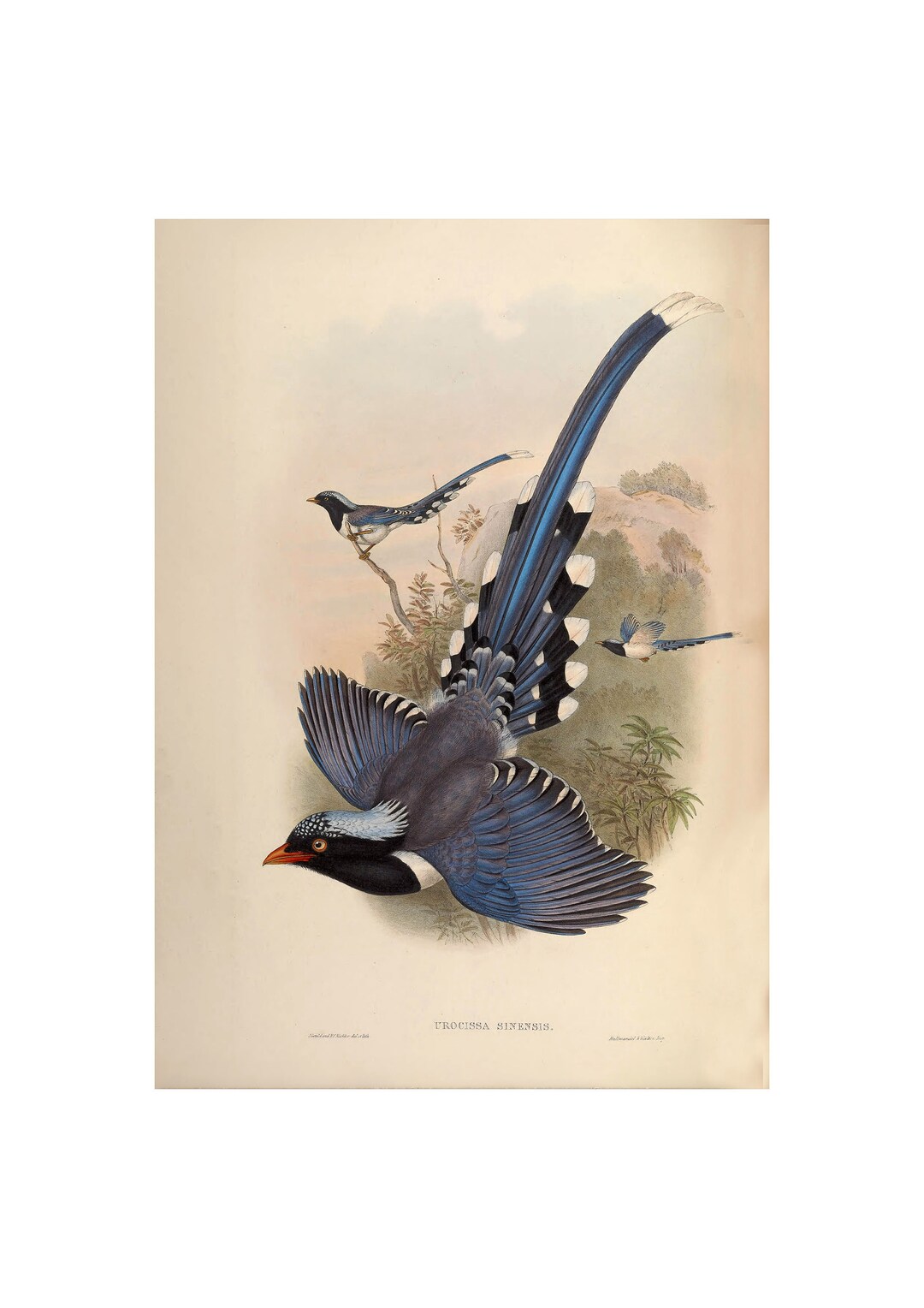 Asian Blue Magpie Vintage Lithograph Giclee Fine Art Print Framed ...