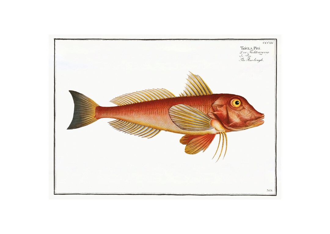 Red Gurnard Antique Illustration (1785–1797) - Giclee Fine Art Print ...