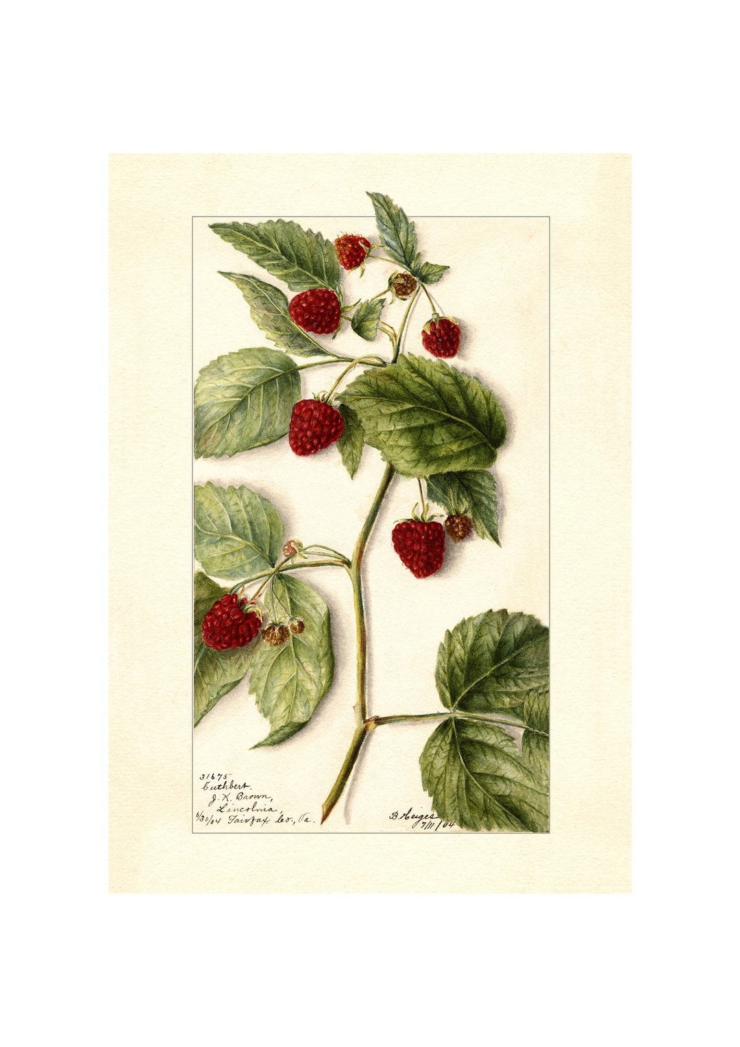 Raspberry Vintage Lithograph 1900s Giclee Fine Art Print - Framed ...
