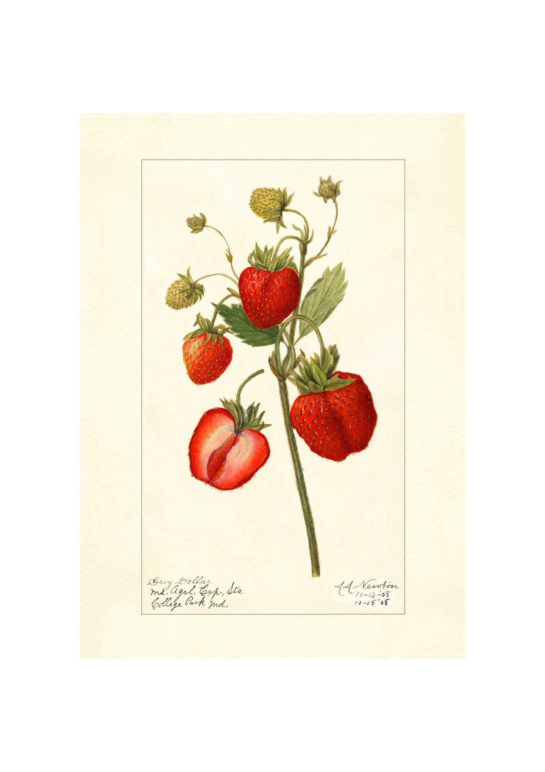 Strawberries Garden Strawberry Vintage Lithograph 1900s Giclee Fine Art ...
