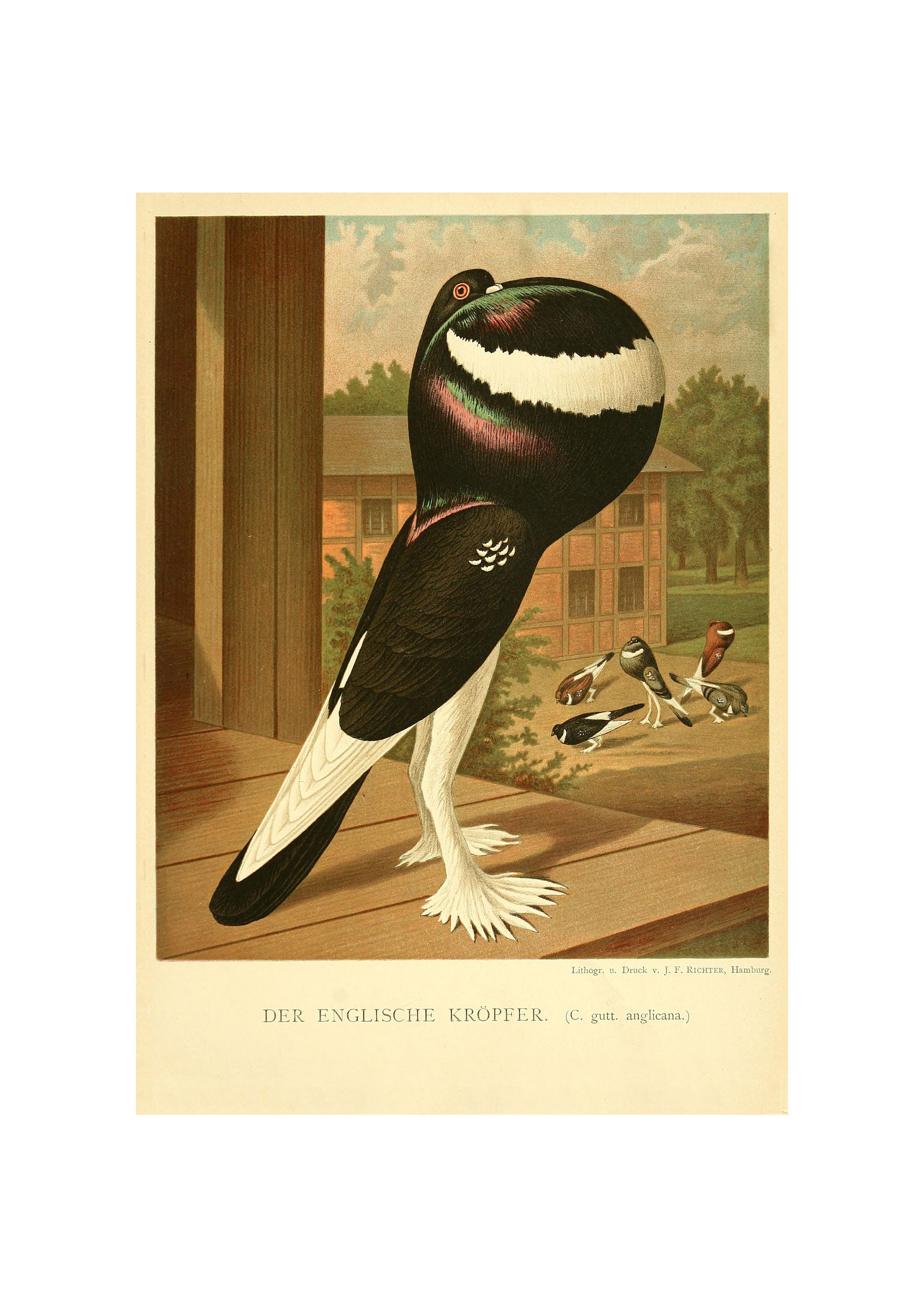 Pouter Pigeon
