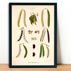 Ernest Benary : album Benary 1876 Kidney Beans Varieties Giclee Fine ...