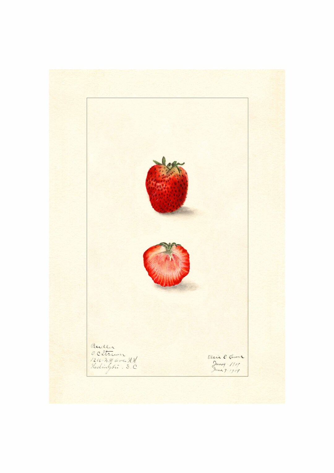 Strawberries Garden Strawberry Vintage Lithograph 1900s Giclee Fine Art ...