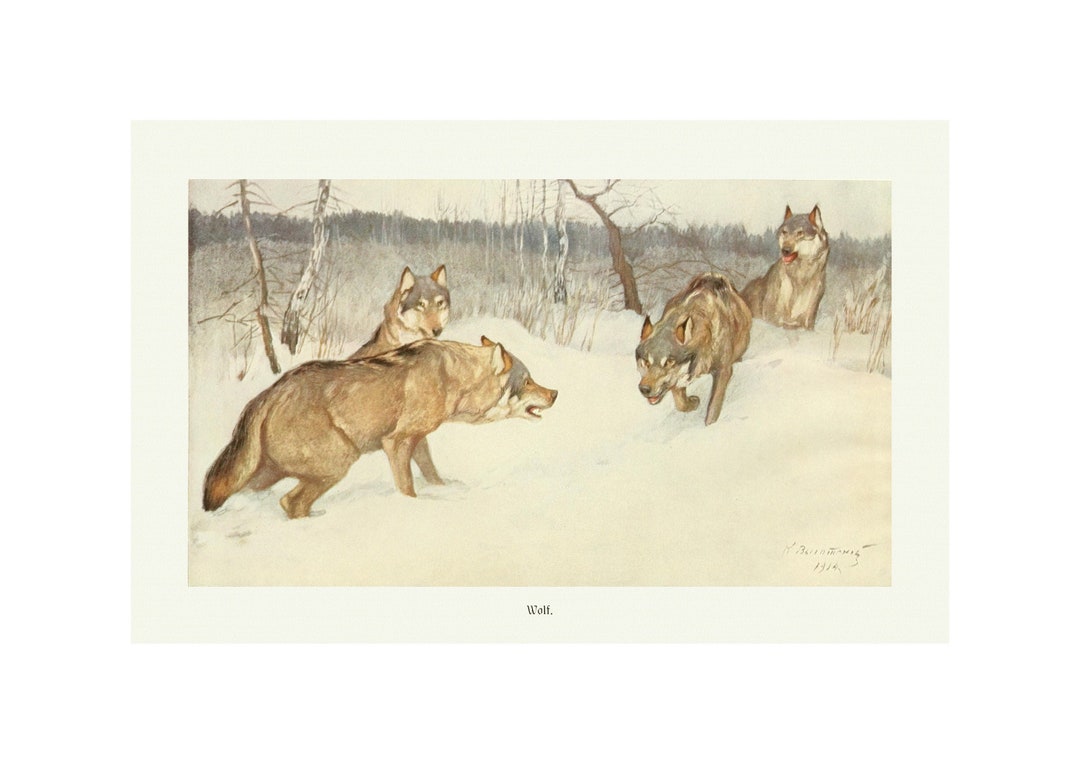 Wolf Fine Art Print Vintage Lithograph From 1882 Framed/unframed - Etsy ...