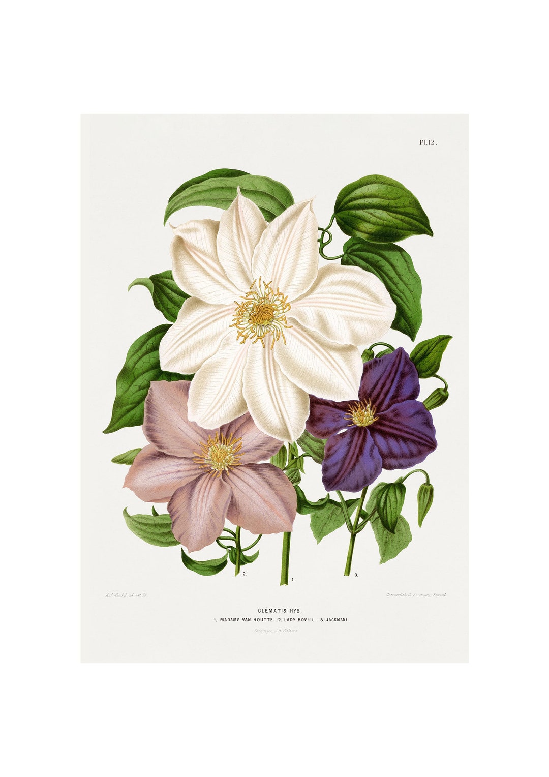 Clematis Flowers Clematis Varieties Vintage Lithograph Giclee Fine Art ...
