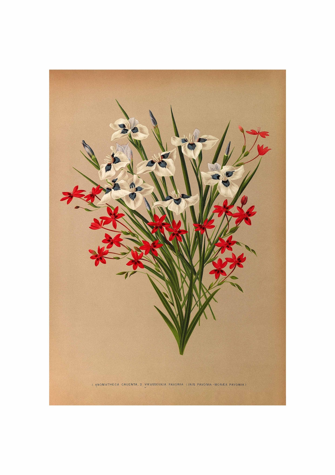 Iris Tigridia Giclee Fine Art Print - Framed / Unframed - Etsy