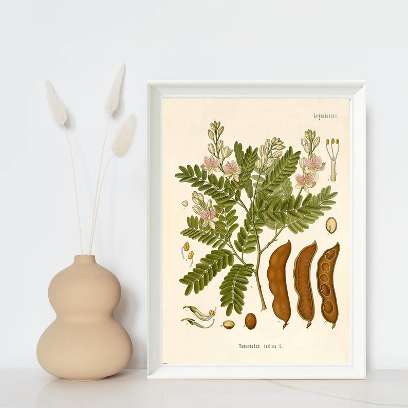 Tamarind, Tamarindus Indica Vintage Illustration - Giclee Fine Art ...