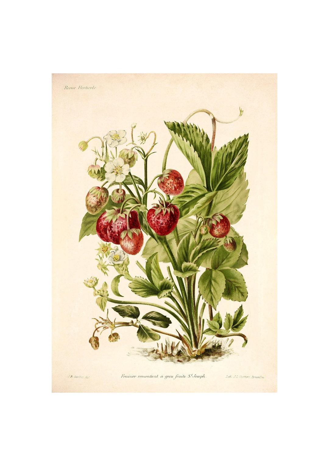Strawberry Vintage Lithograph (1832-1922) - Giclee Fine Art Print ...