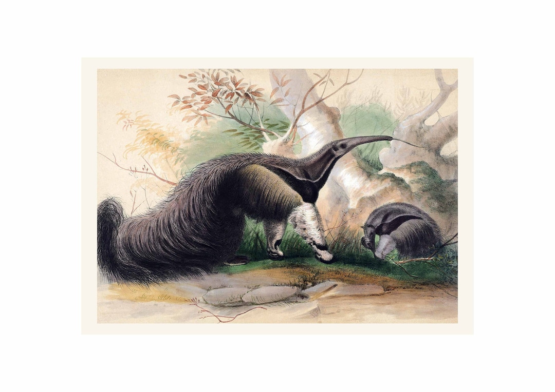 Giant Anteater Illustration - Zoological Sketches - Giclee Fine Art ...