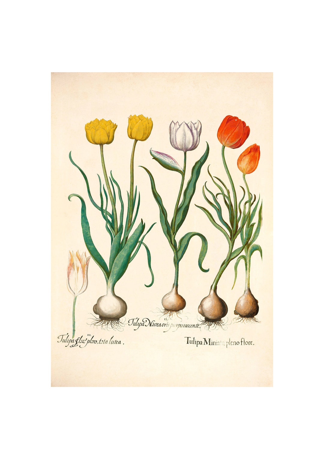 Tulip Antique Lithograph (c. 1613) - Giclee Fine Art Print - Framed ...