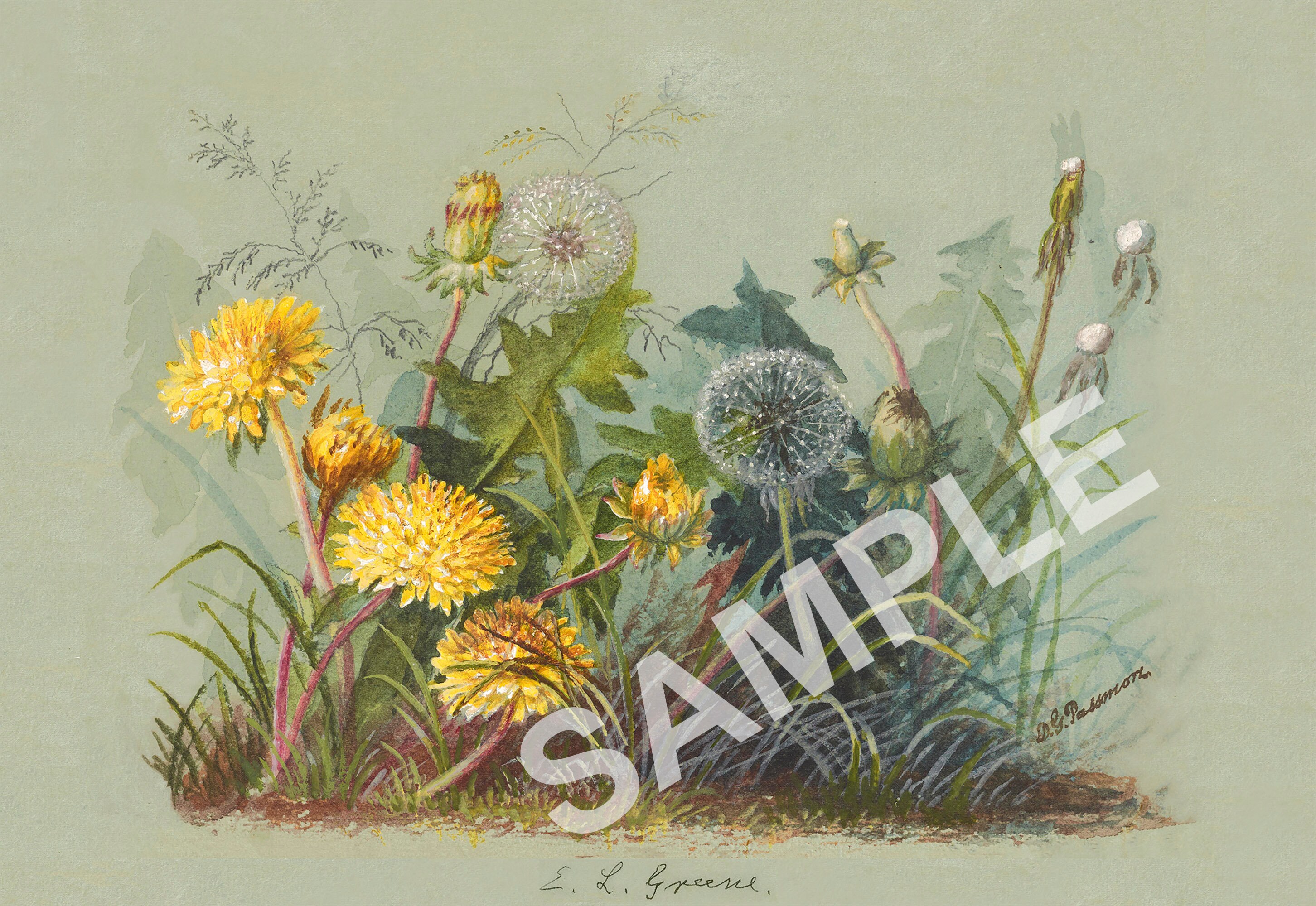 Dandelions Vintage Lithograph c. 1911 Giclee Fine Art - Etsy