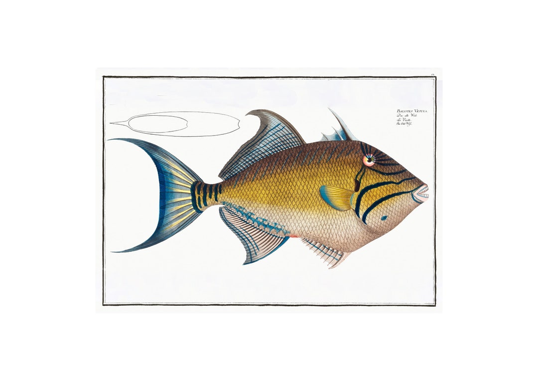 Queen Triggerfish Vintage Lithograph (1785–1797) - Giclee Fine Art ...