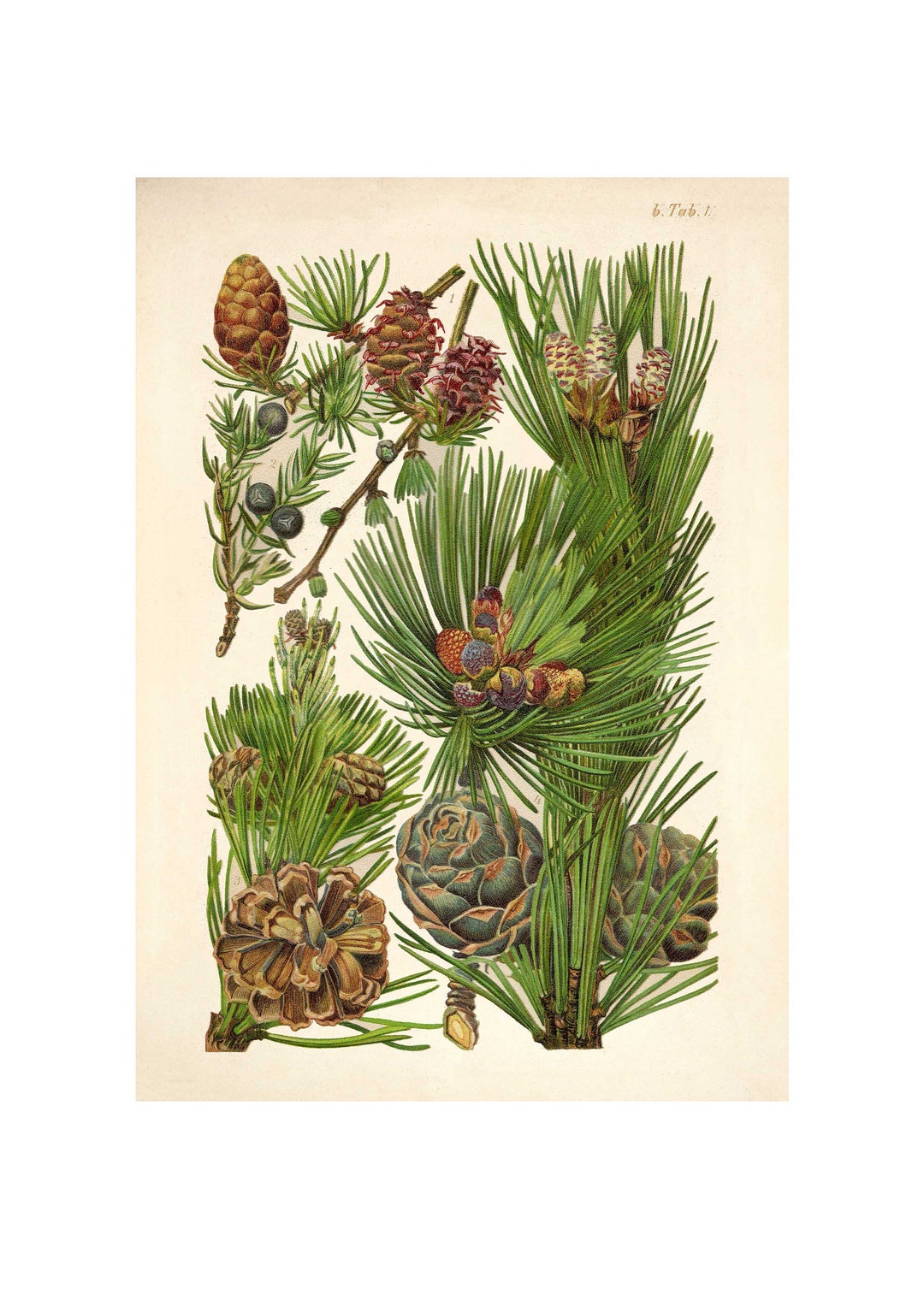 Conifer Species: European Larch, Juniper, Swiss Pine, Creeping Pine ...