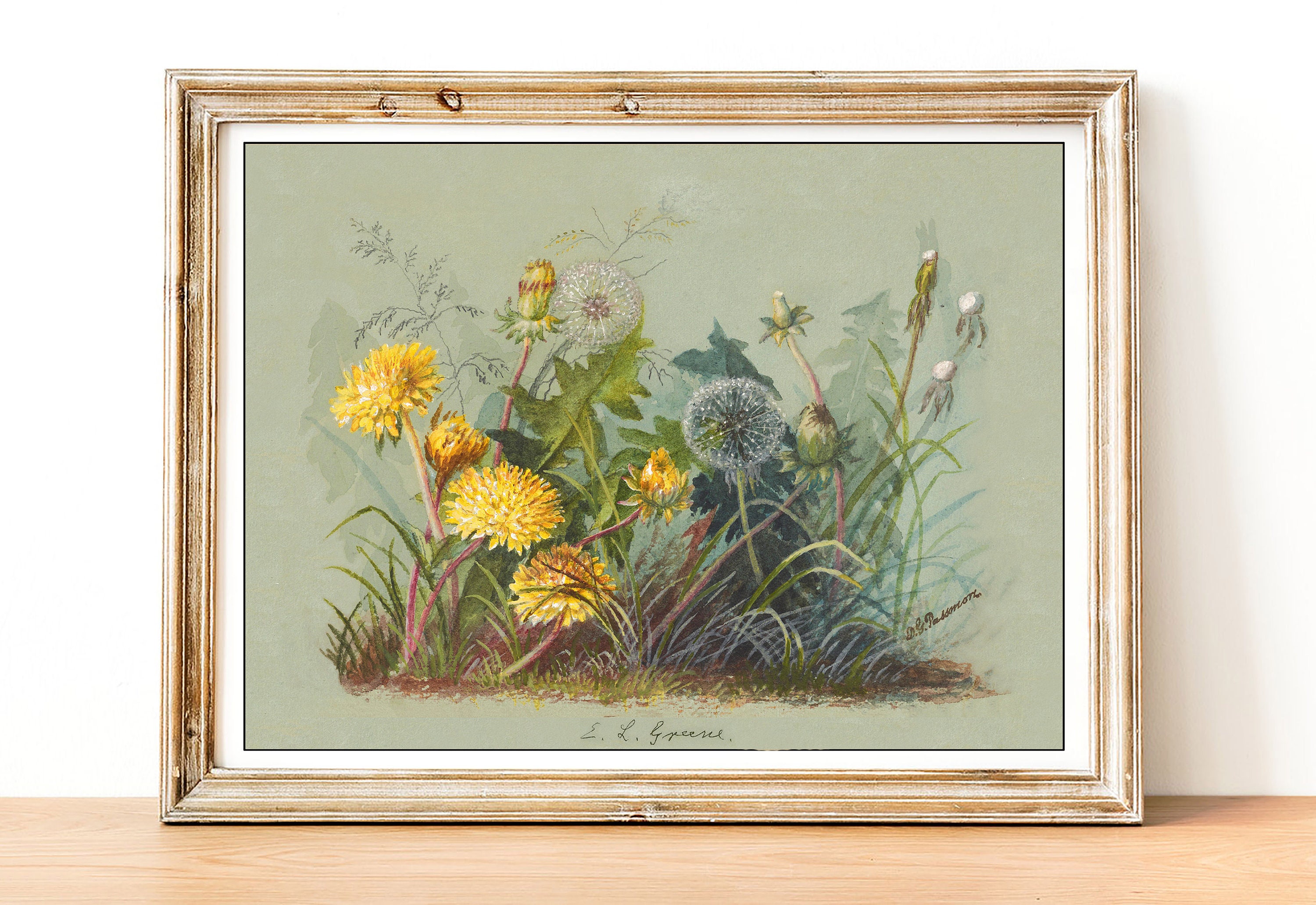 Dandelions Vintage Lithograph c. 1911 Giclee Fine Art - Etsy