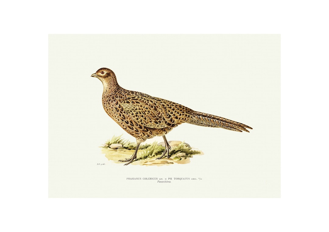 Ring-necked Pheasant Giclee Fine Art Print Vintage Illustration Framed ...