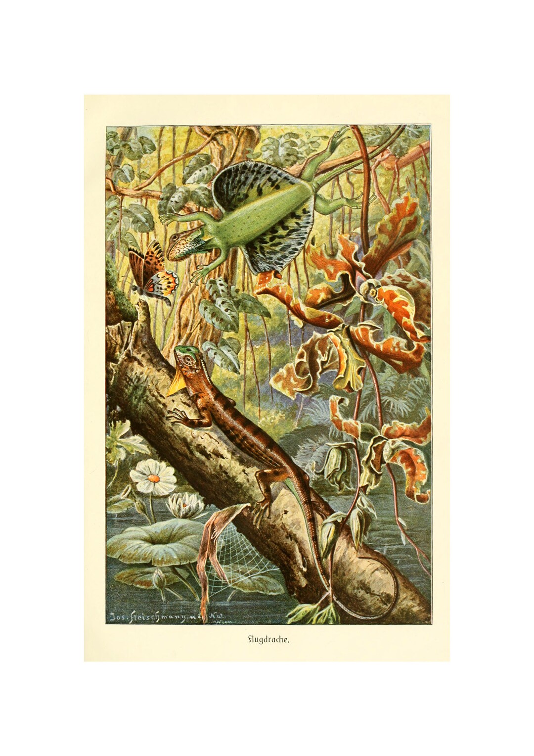 Flying Lizards Fine Art Print - Vintage Lithograph From 1882 - Framed ...