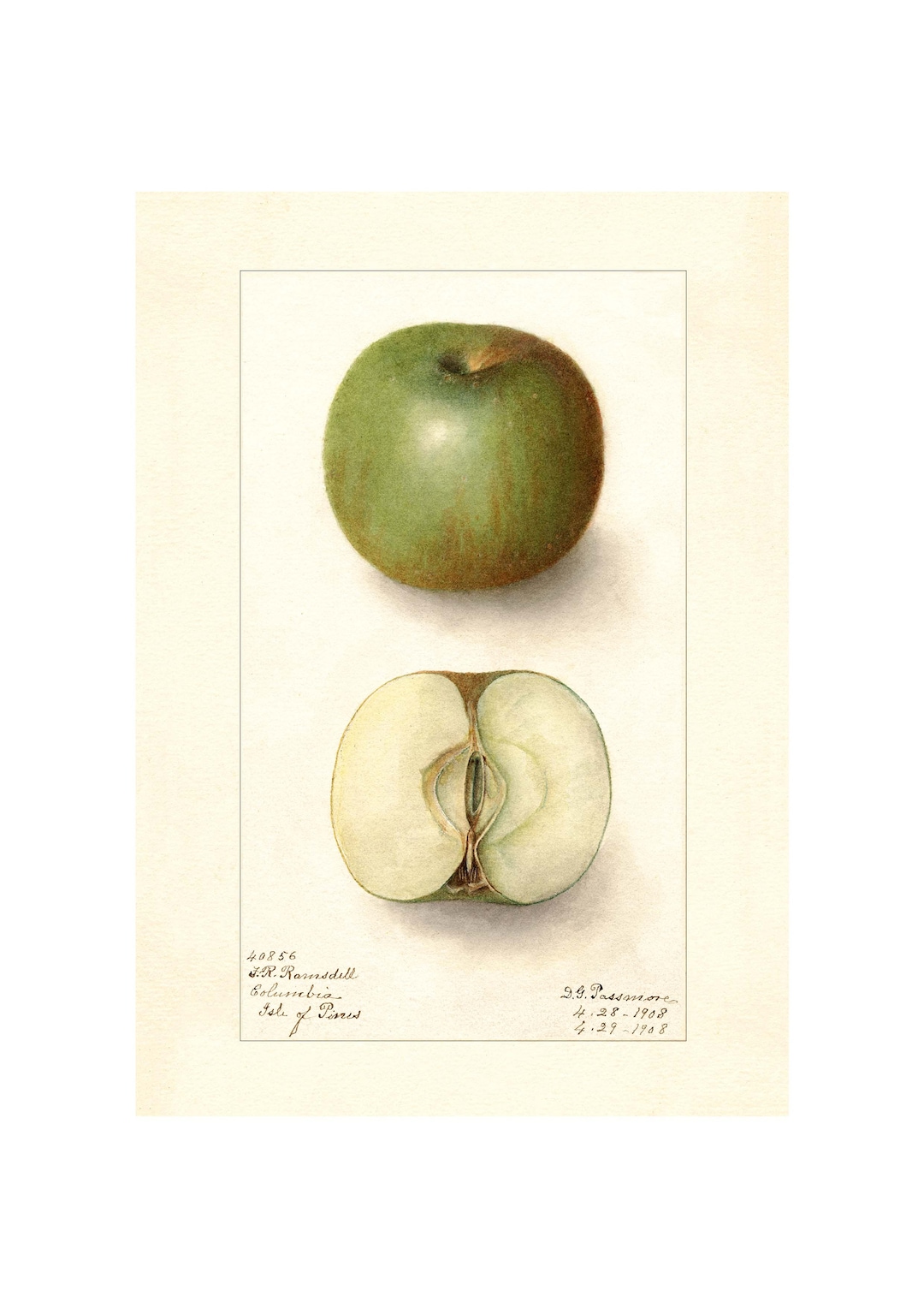 Apples Apple Varieties Vintage Lithograph 1900s Giclee Fine Art Print ...