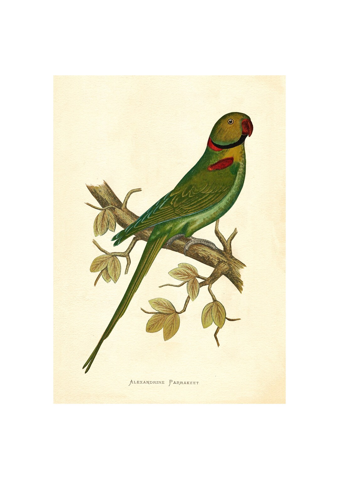 Buy Alexandrine Parrot Vintage Lithograph Fine Art Print A4/A3 Framed ...