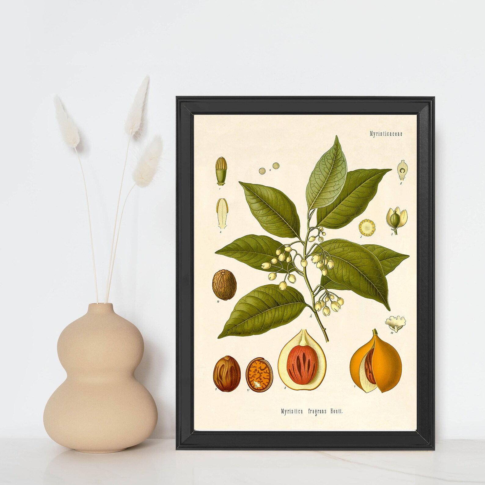 Nutmeg Tree, Myristica Fragrans Vintage Illustration - Giclee Fine Art ...
