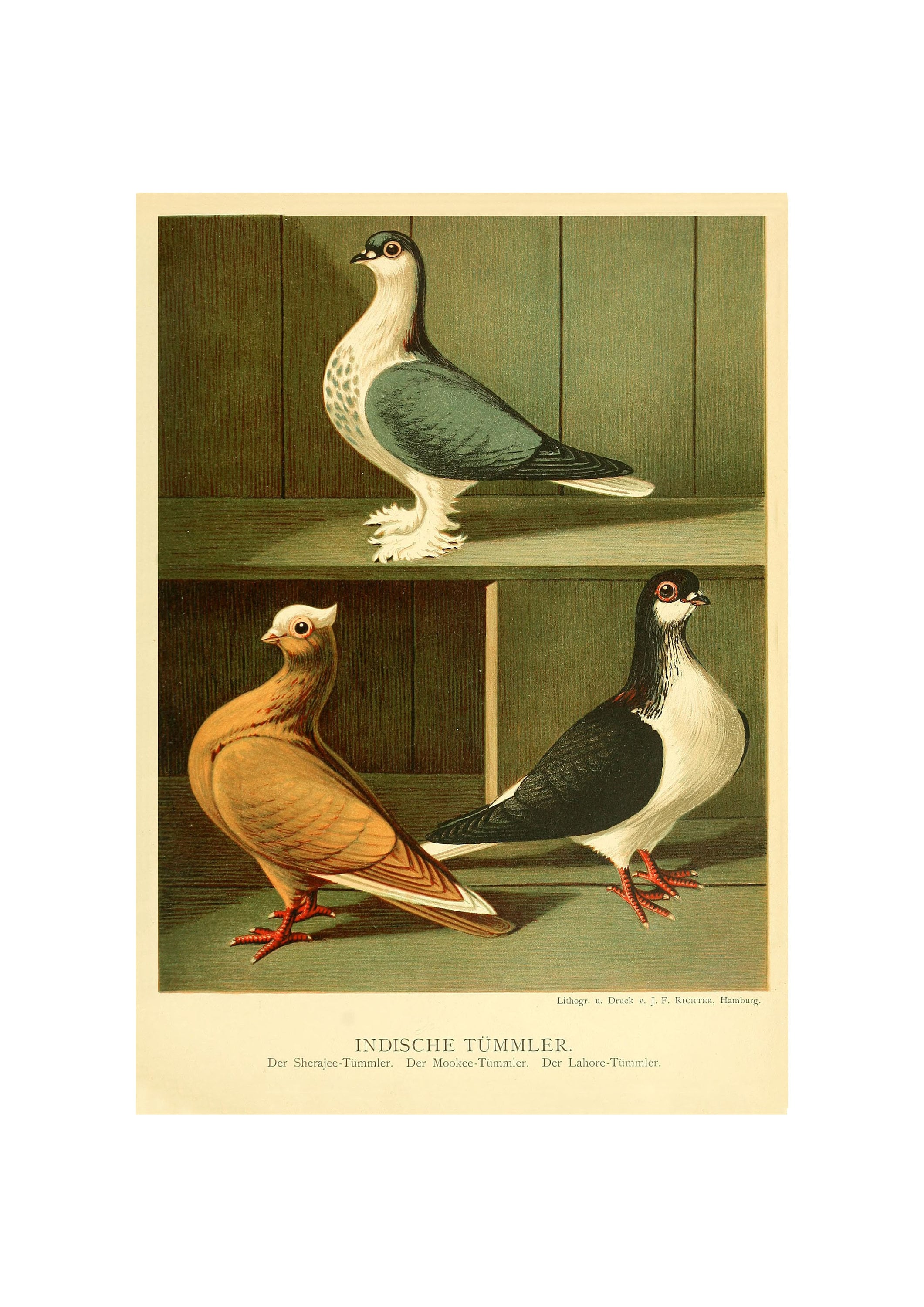 Tumbler Pigeon