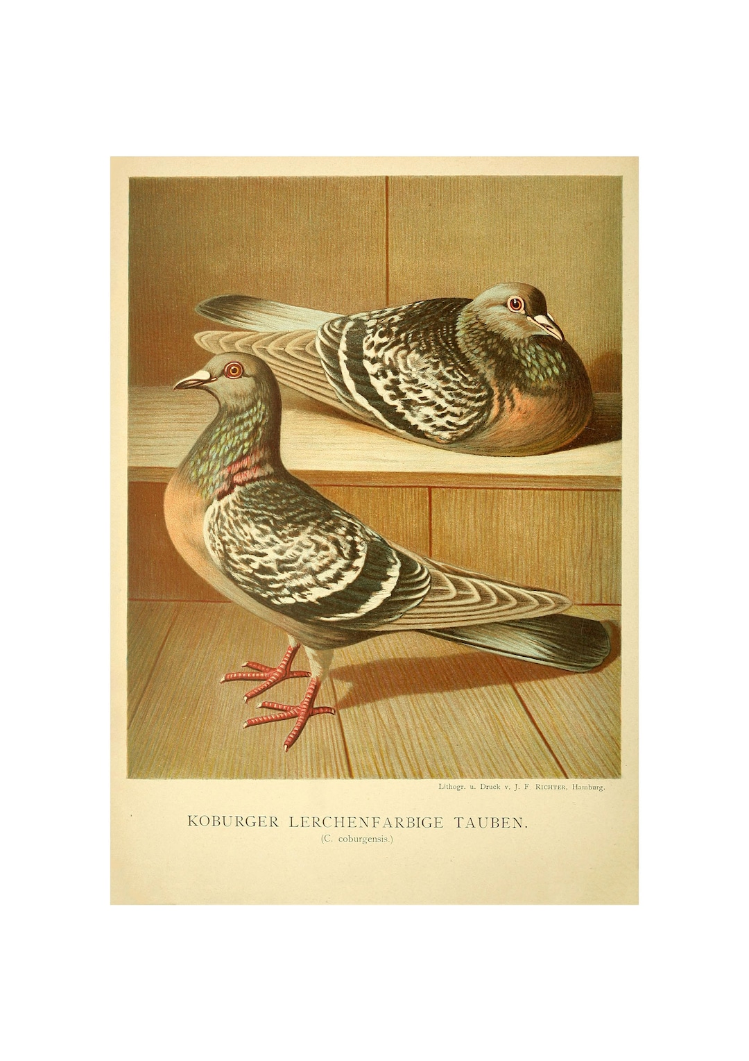 Coburg Lark Pigeon Fine Art Print - Antique Lithograph From 1884 - A4 ...