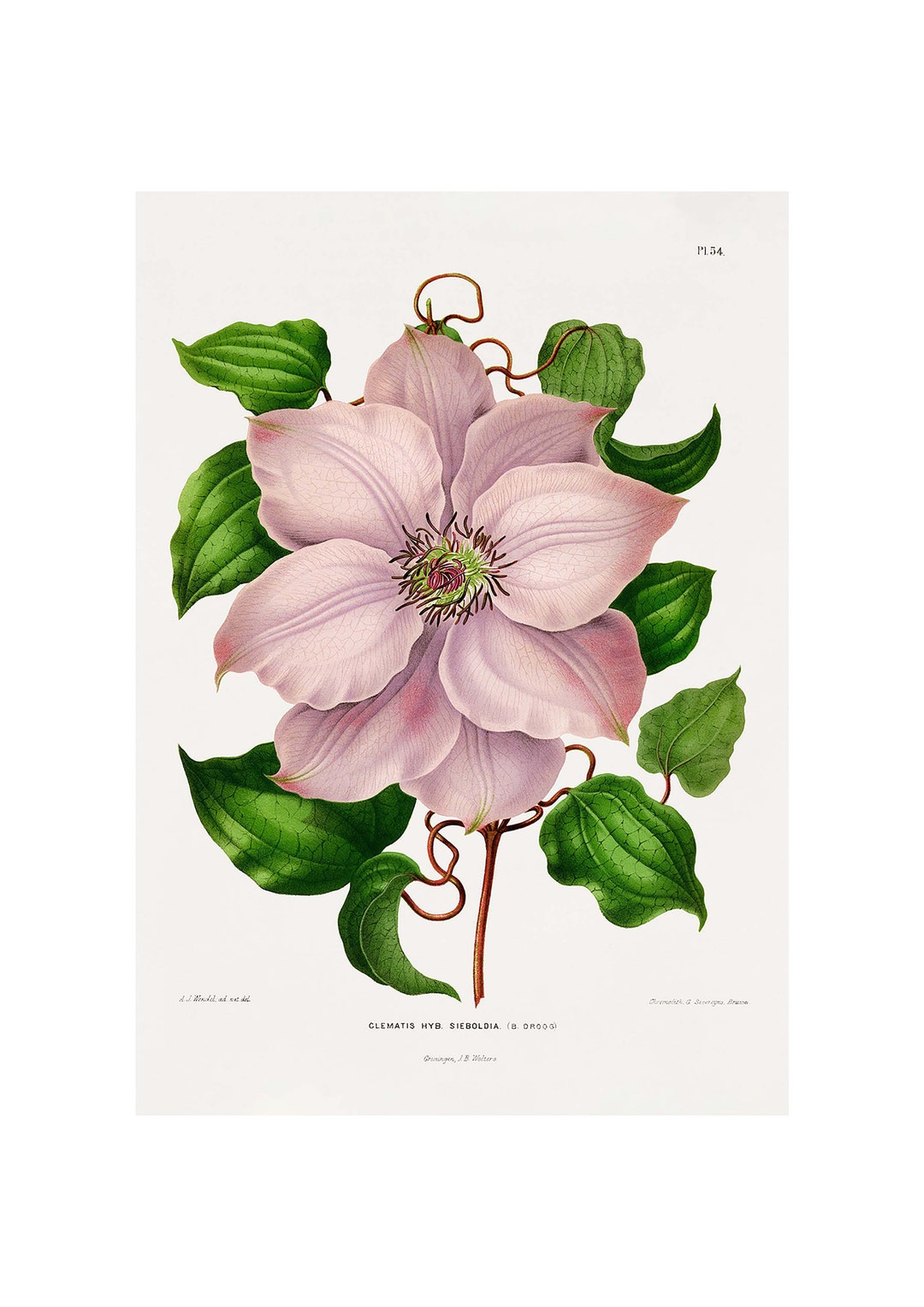 Clematis Flowers Clematis Varieties Vintage Lithograph Giclee Fine Art ...