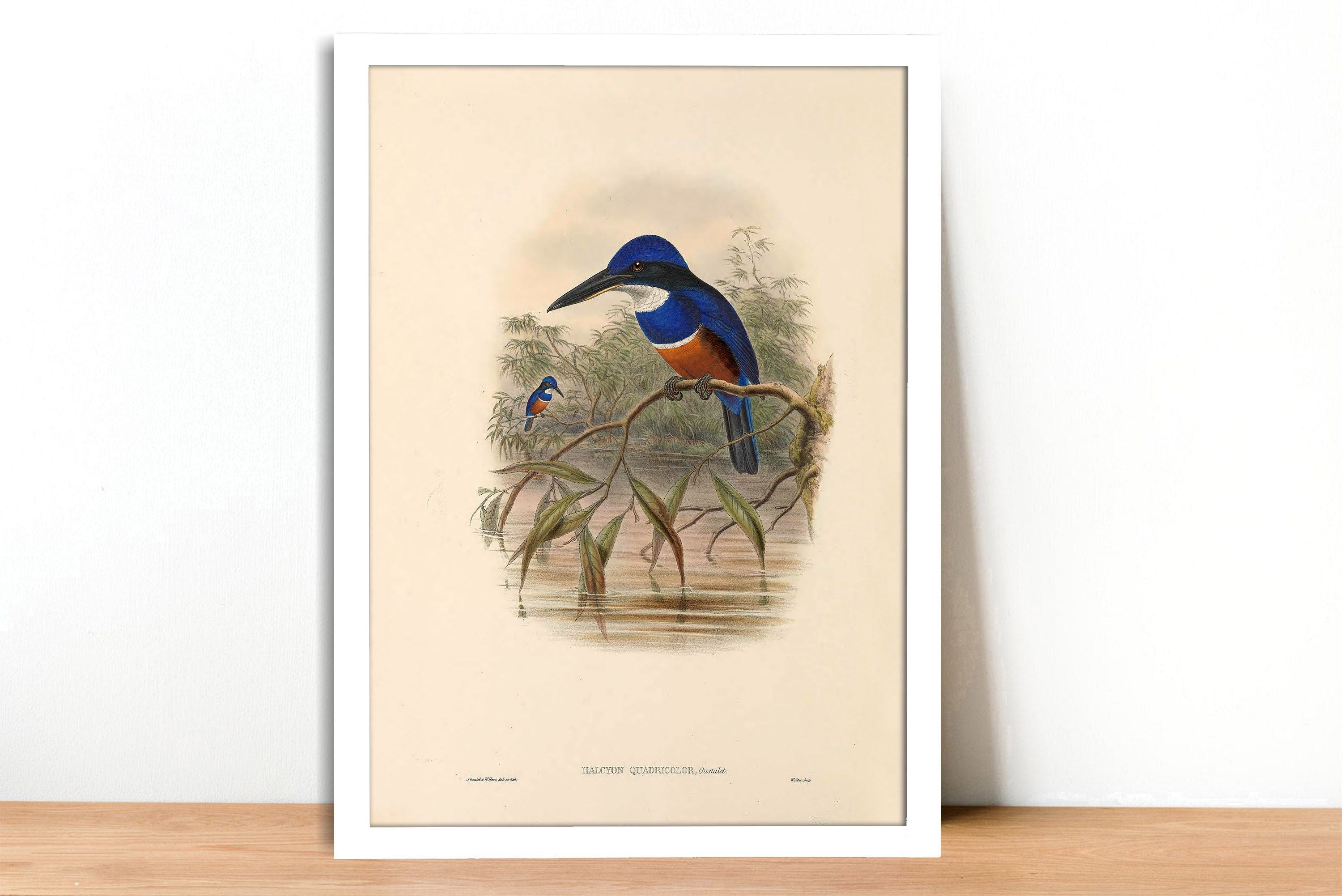 Four-Colored Kingfisher Vintage Lithograph Giclee Fine Art | Etsy