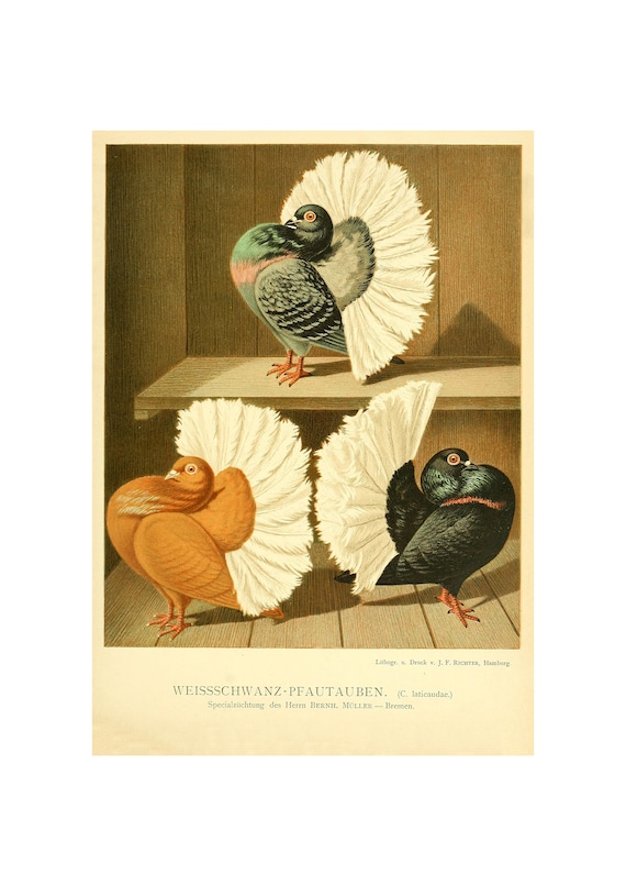 Yellow Fantail Pigeon