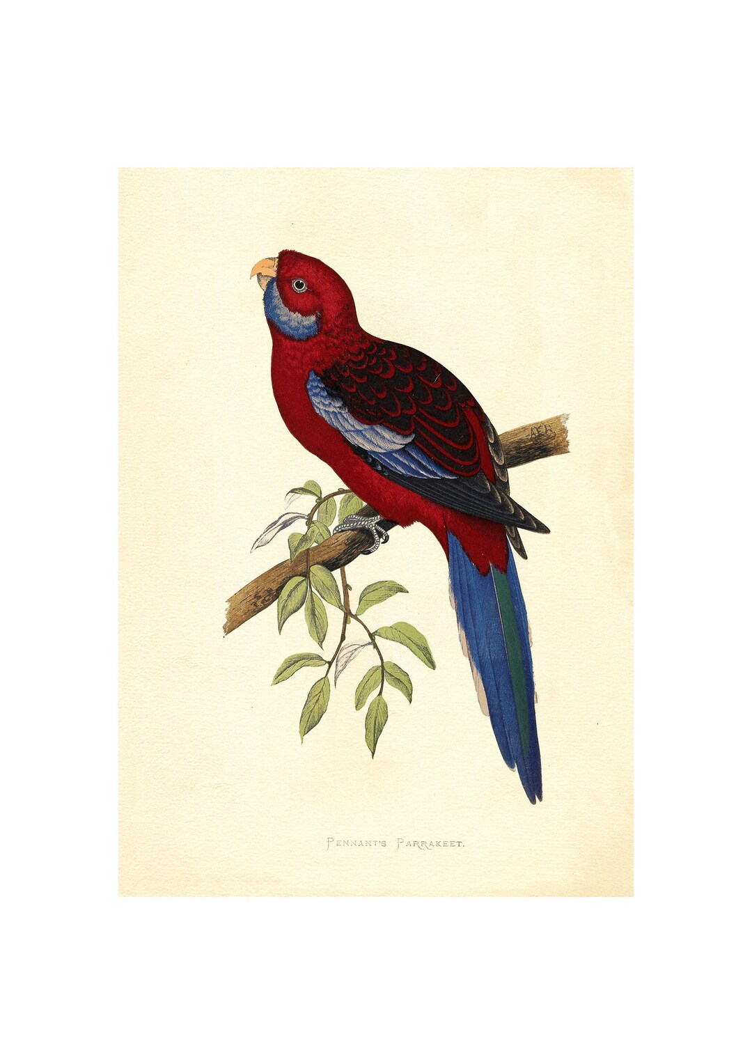 Crimson Rosella Parrot Vintage Illustration - Giclee Fine Art Print ...
