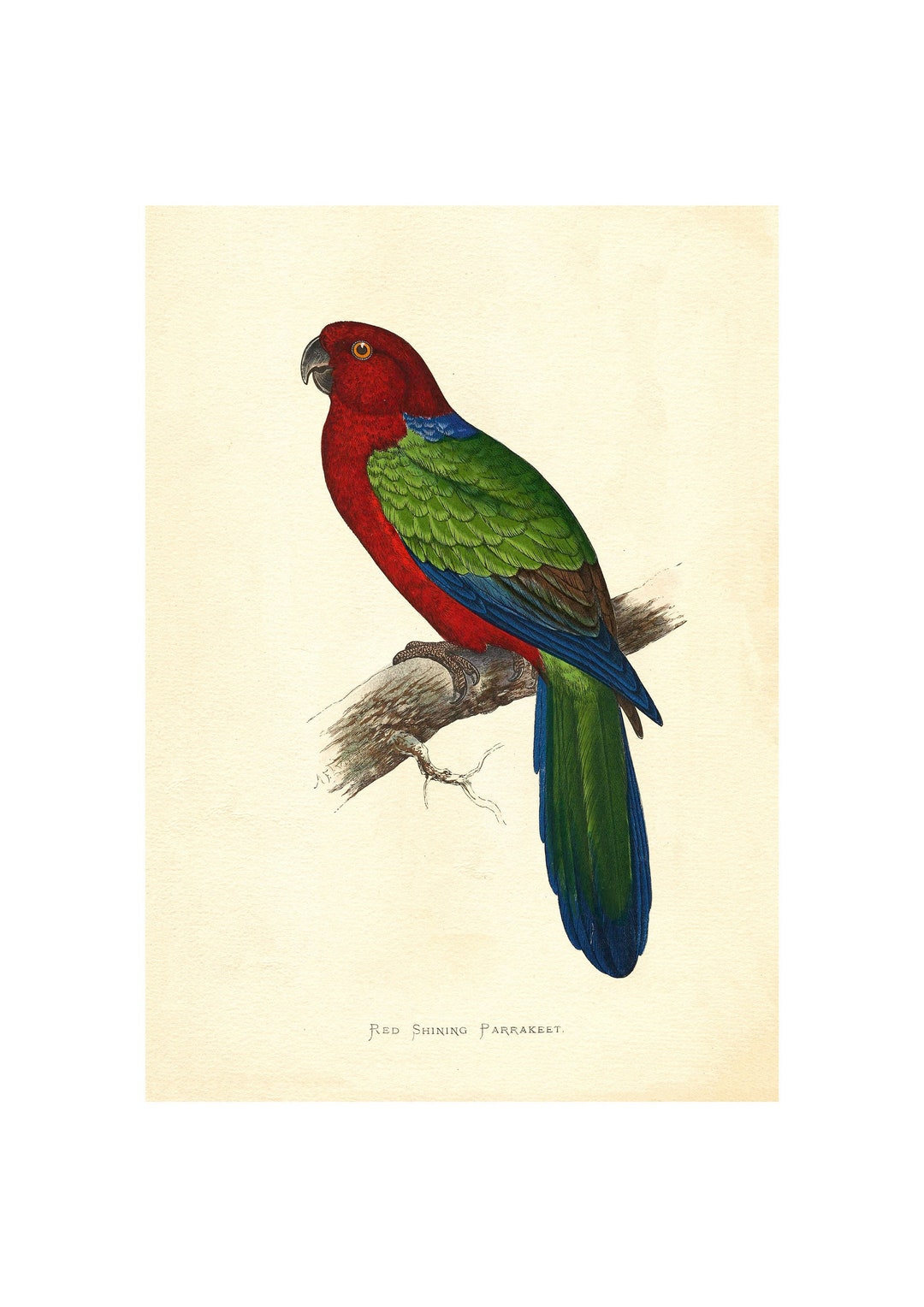 Red Shining Parrot Vintage Illustration - Giclee Fine Art Print ...