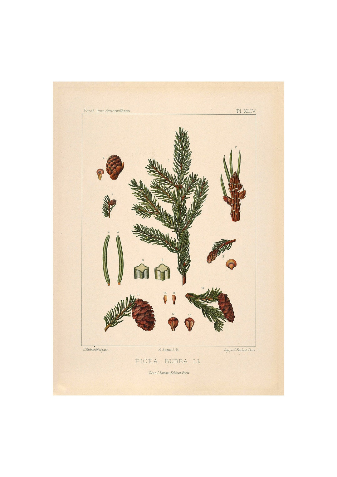 Rote Fichte oder West Virginia Fichten Vintage Lithografie (ca. 1912 ...