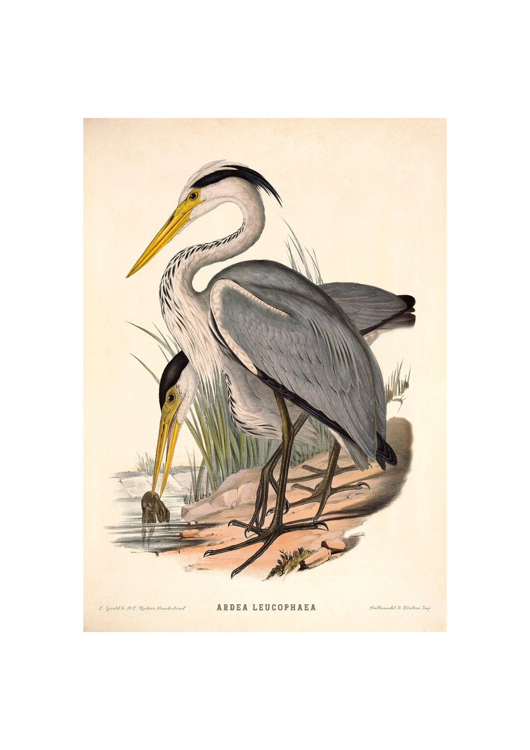 Grey Heron Giclee Print Antique Lithograph 1837 - Etsy