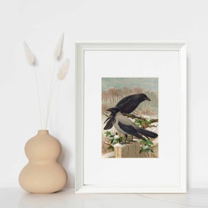 Carrion Crow and Hooded Crow - Giclee Fine Art Print - Framed ...
