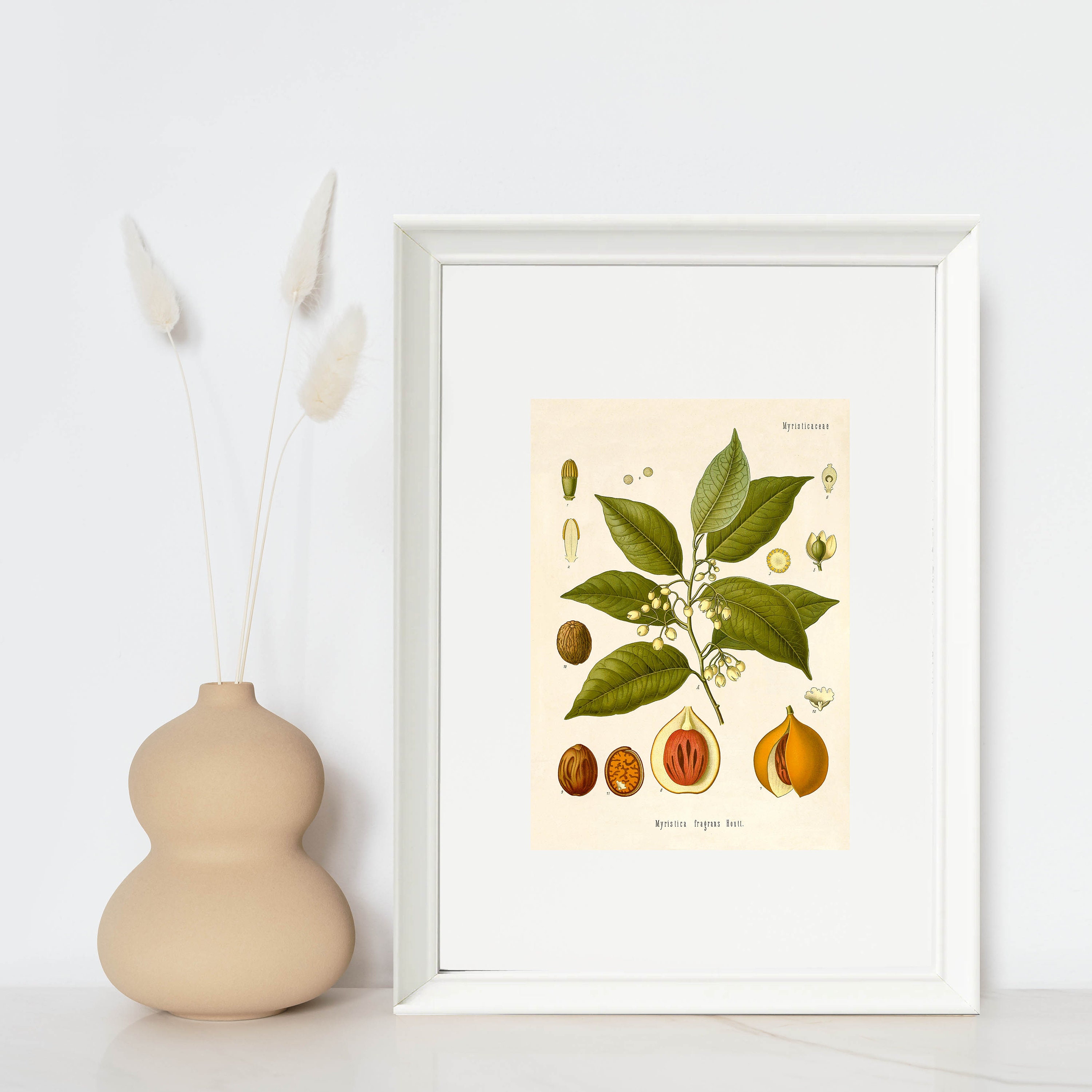 Nutmeg Tree, Myristica Fragrans Vintage Illustration - Giclee Fine Art ...