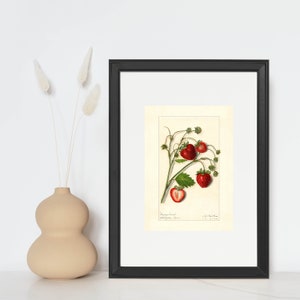 Garden Strawberry Varietes Strawberries Vintage Lithograph 1900s Giclee ...